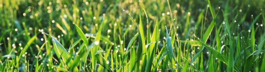 Lee's Summit Lawn Care Service | Turf Solutions